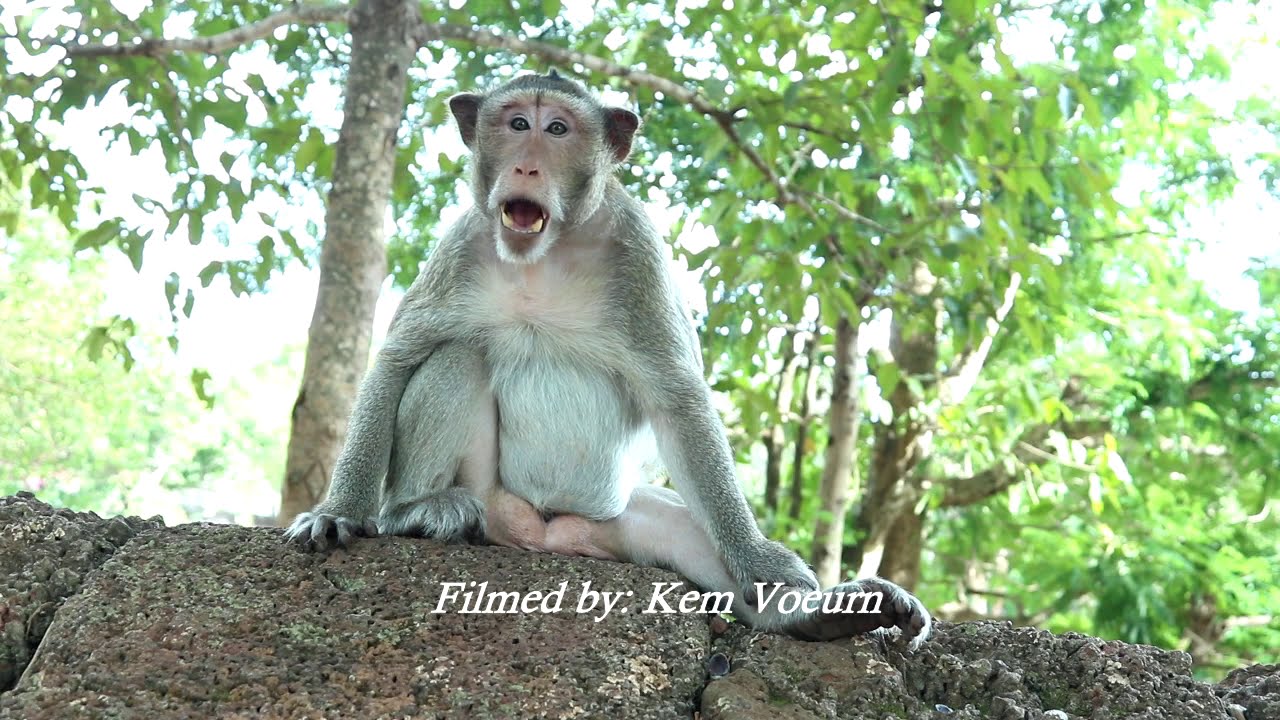 Monkey needs to help # 80 / ស្វាត្រូវការជំនួយ - YouTube