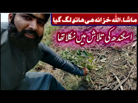 Ashwagandha benefits & how to use asgandh nagori | asgandh ki pehchan ...