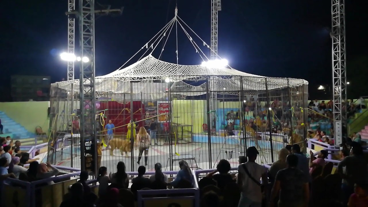 Strong Women Knows How To Control Lions In Circus - YouTube