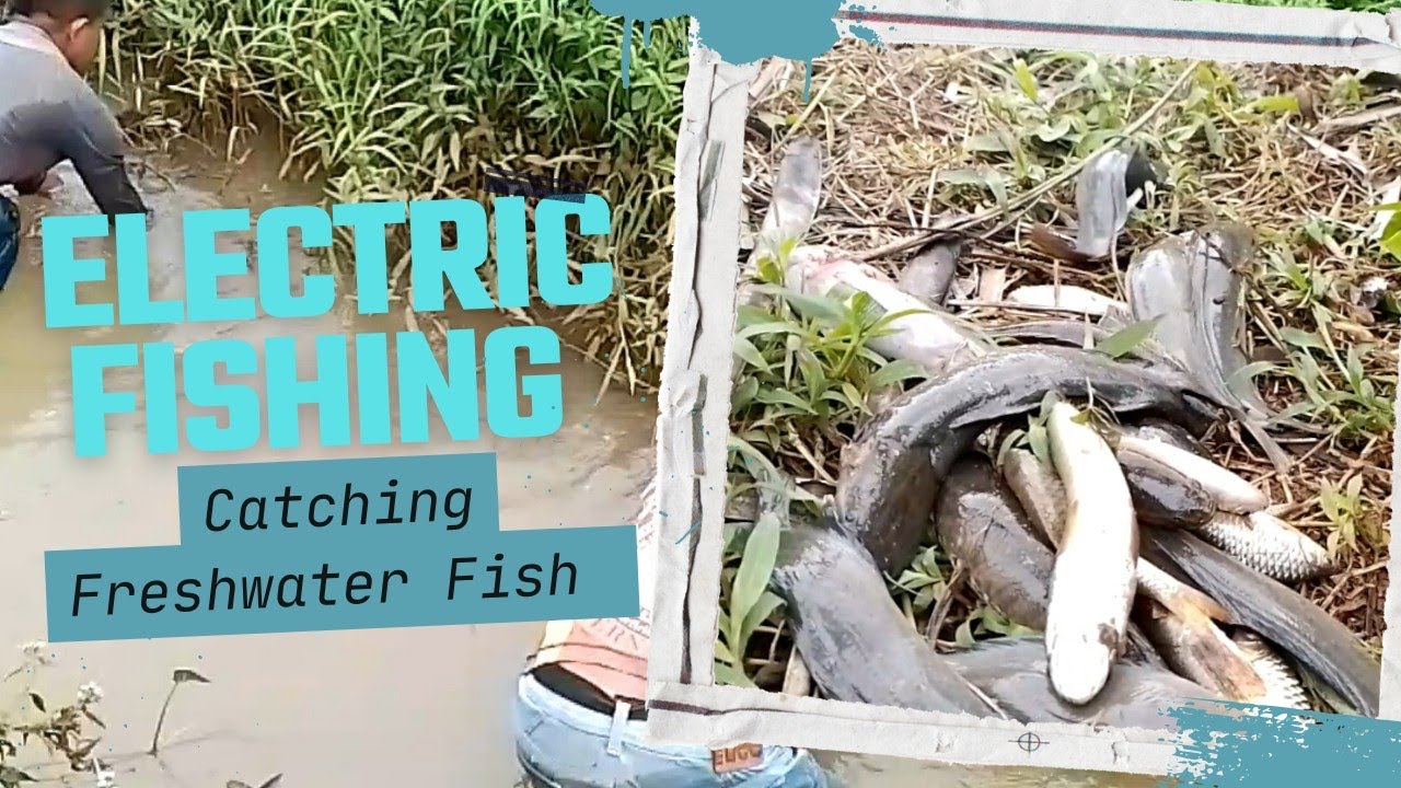 Electric Fishing| Catching Fresh Water Fish in the Philippines - YouTube