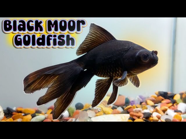 Black Moor Goldfish Eyes