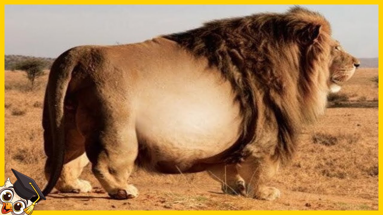 Die 20 Fettesten Tiere, Die Von Einer Kamera Aufgenommen Wurden - YouTube