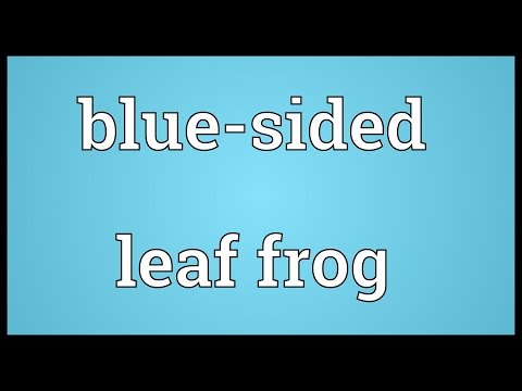 Blue-sided leaf frog Meaning