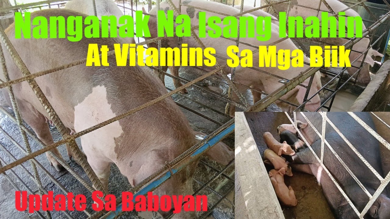 Nanganak Na Ang Isang Inahing Baboy At Vitamins Narin Sa Mga Biik ...