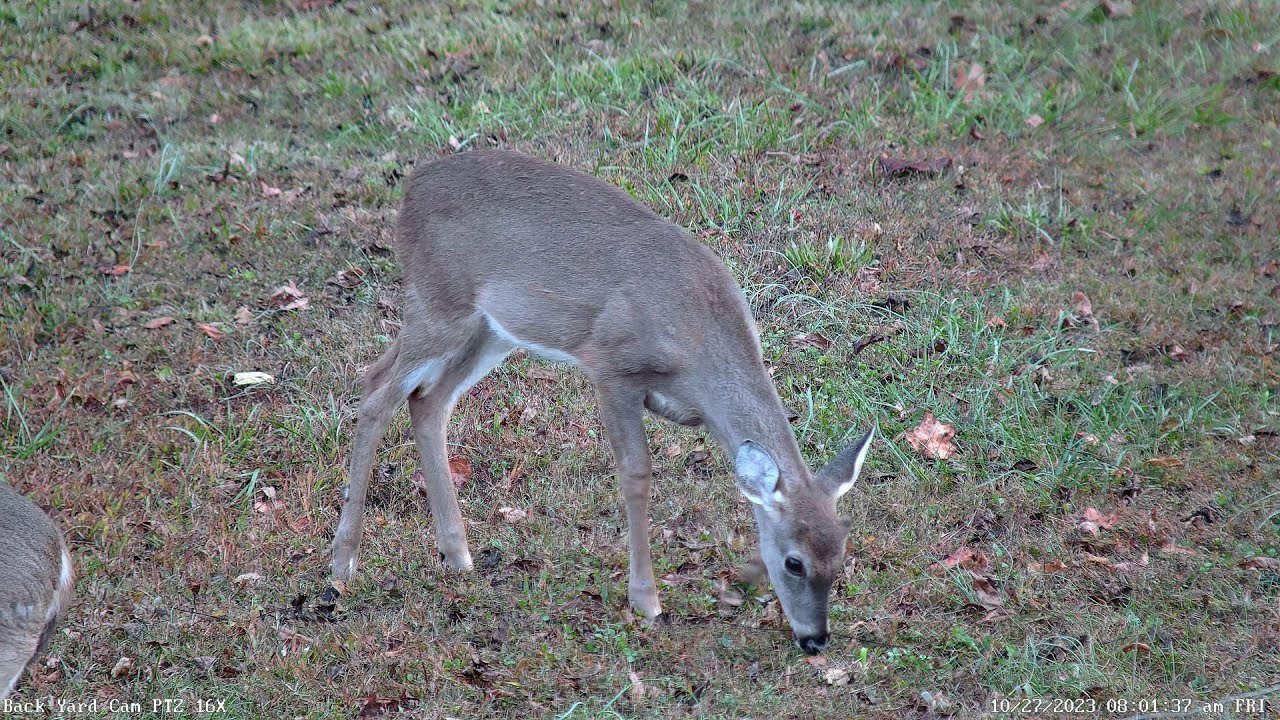 LIVE Deer Cam Virginia - YouTube