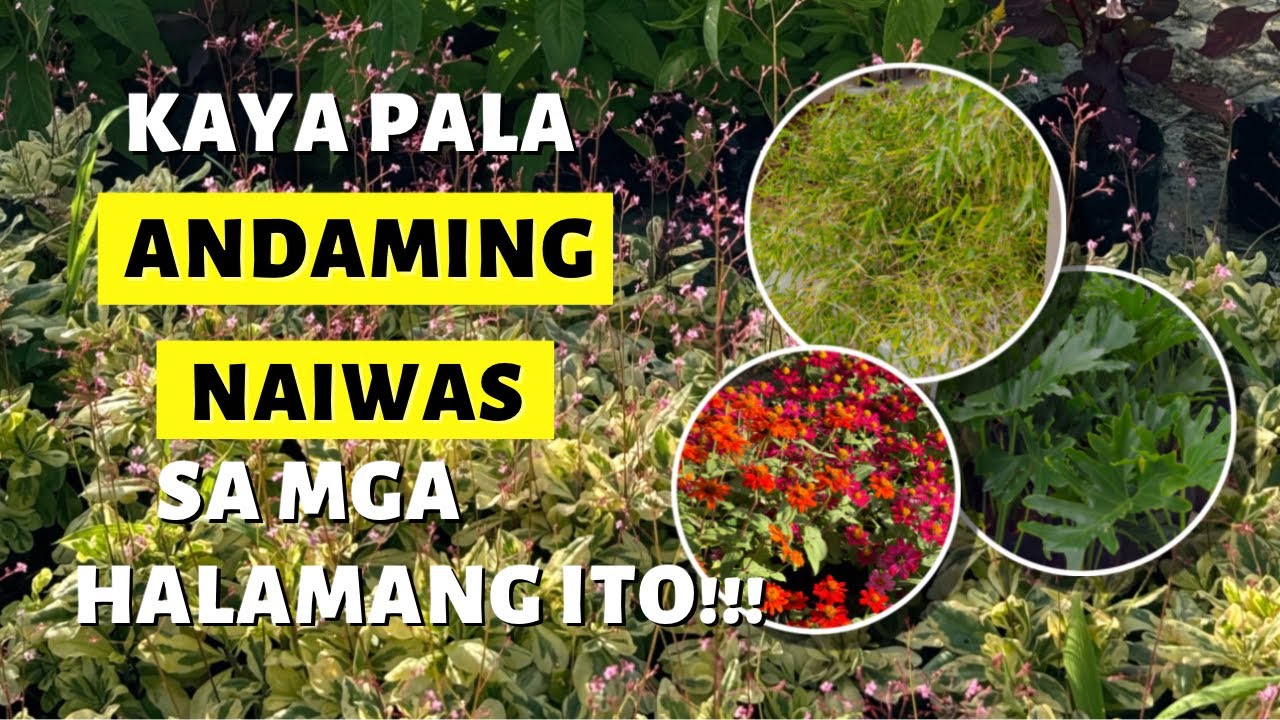 HINDING HINDI NA AKO MAG AALAGA NG MGA HALAMANG ITO! - YouTube