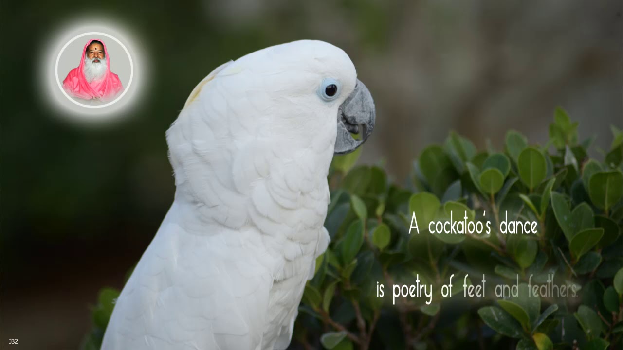 A cockatoo’s dance is poetry of feet and feathers Parrots Blue eyed ...