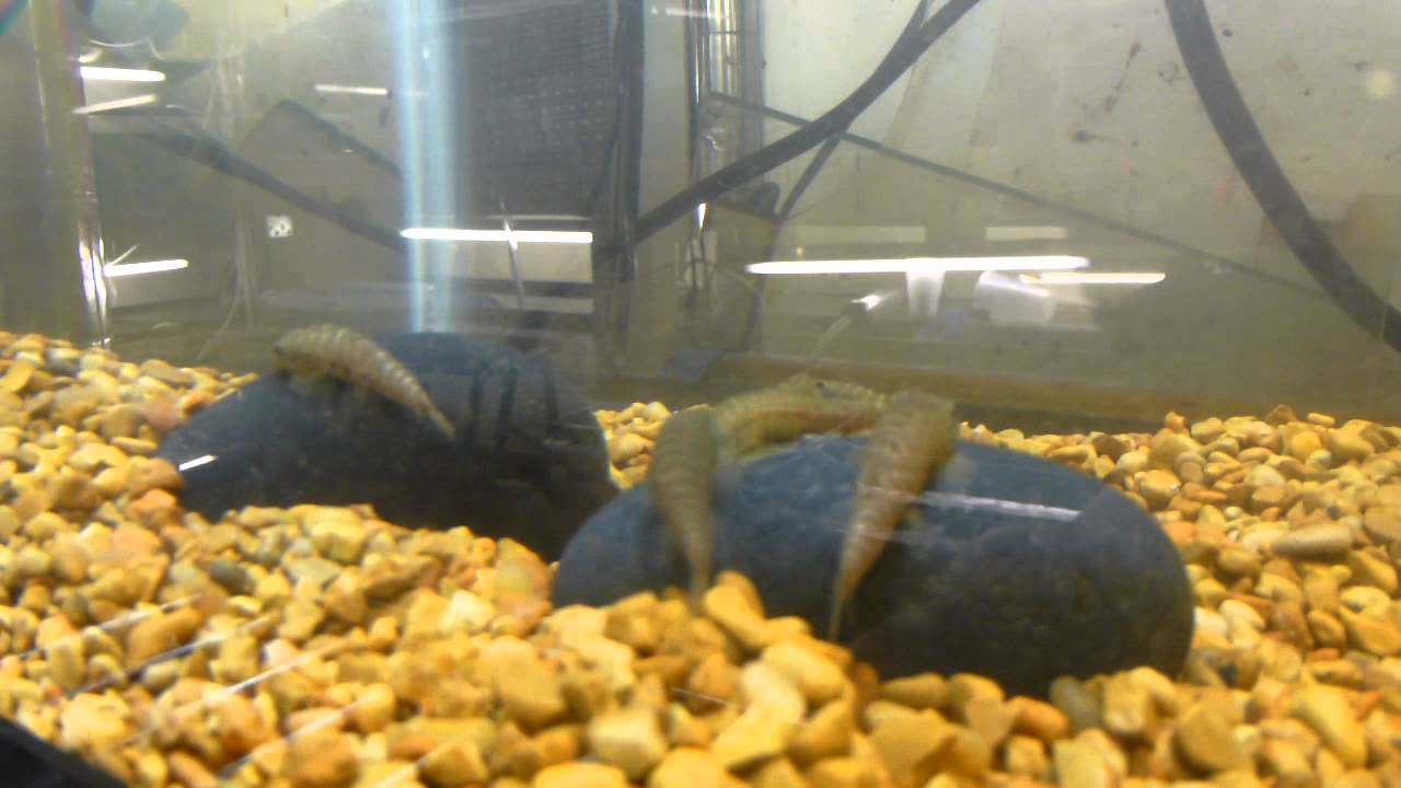 Erromyzon Sinensis (P1060406) - YouTube