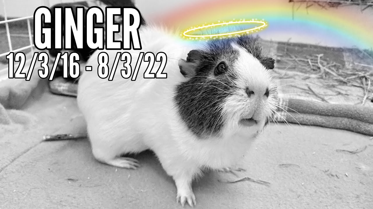 Goodbye, Ginger ️ - YouTube