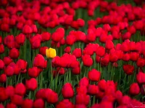 Tulips and Piano&Flute Laleler ve Piyano&Flüt Hadi Asitanelioğlu