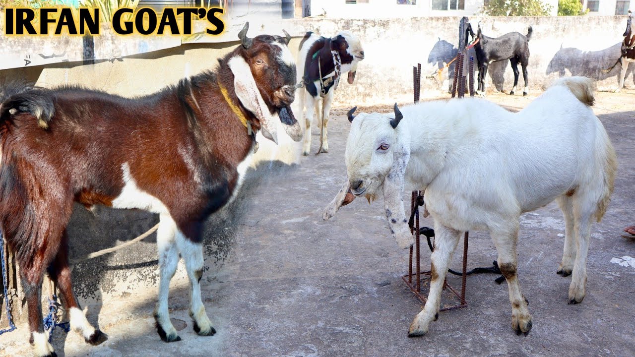 Shandaar Kota Malwa Goat At Irfan Goat's - YouTube