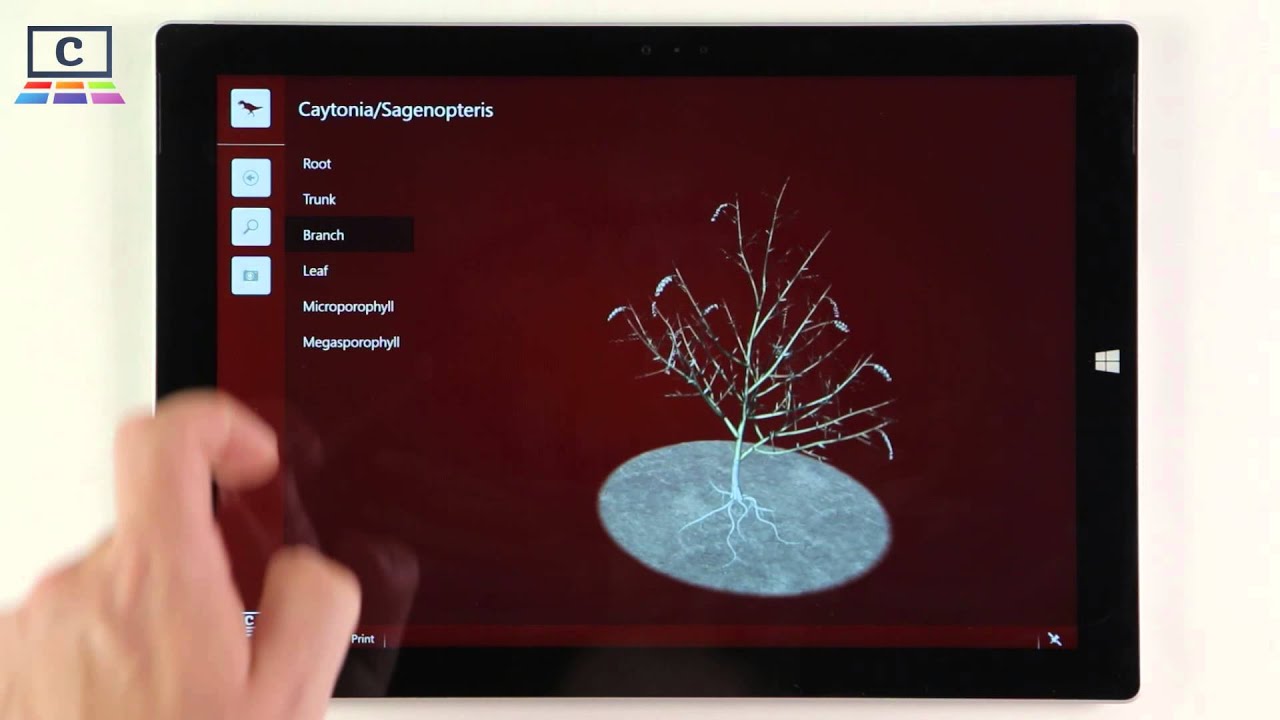 Caytonia Sagenopteris : Paleontology - YouTube