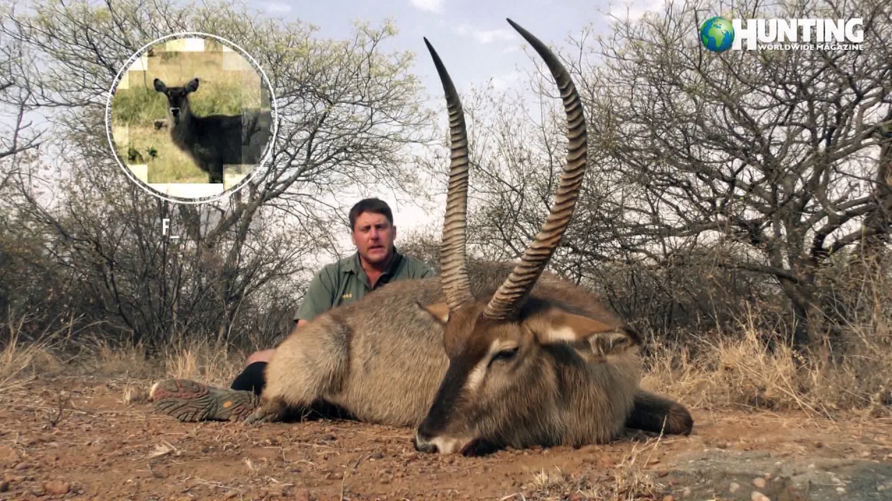 Introduction to species: WATERBUCK - YouTube