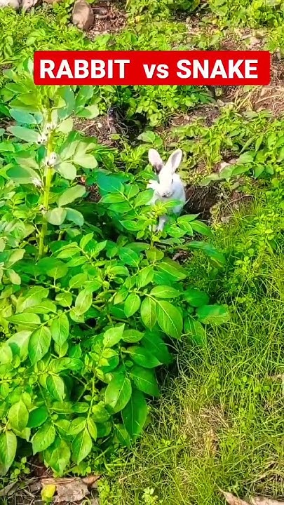 rabbit vs snake 👀😱 #shorts #fun #funnyvideos #shafa #rabbit #snake # ...
