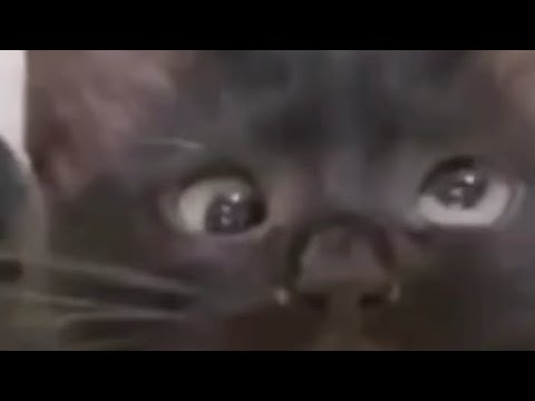 3.02 MINUTES OF BRAIN ROT CATS - YouTube