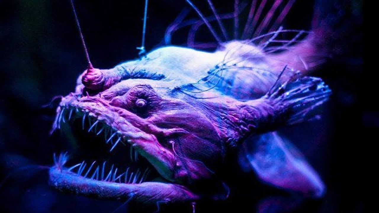 "Sumérgete en el Mundo de lo Inusual: Los 7 Peces Más Extraños del ...