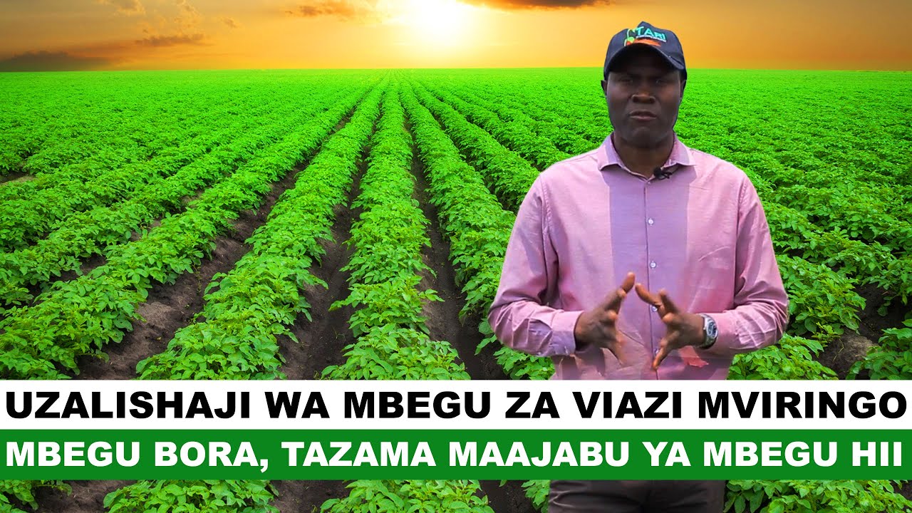 UZALISHAJI WA MBEGU ZA VIAZI MVIRINGO II MBEGU BORA, TAZAMA MAAJABU YA ...