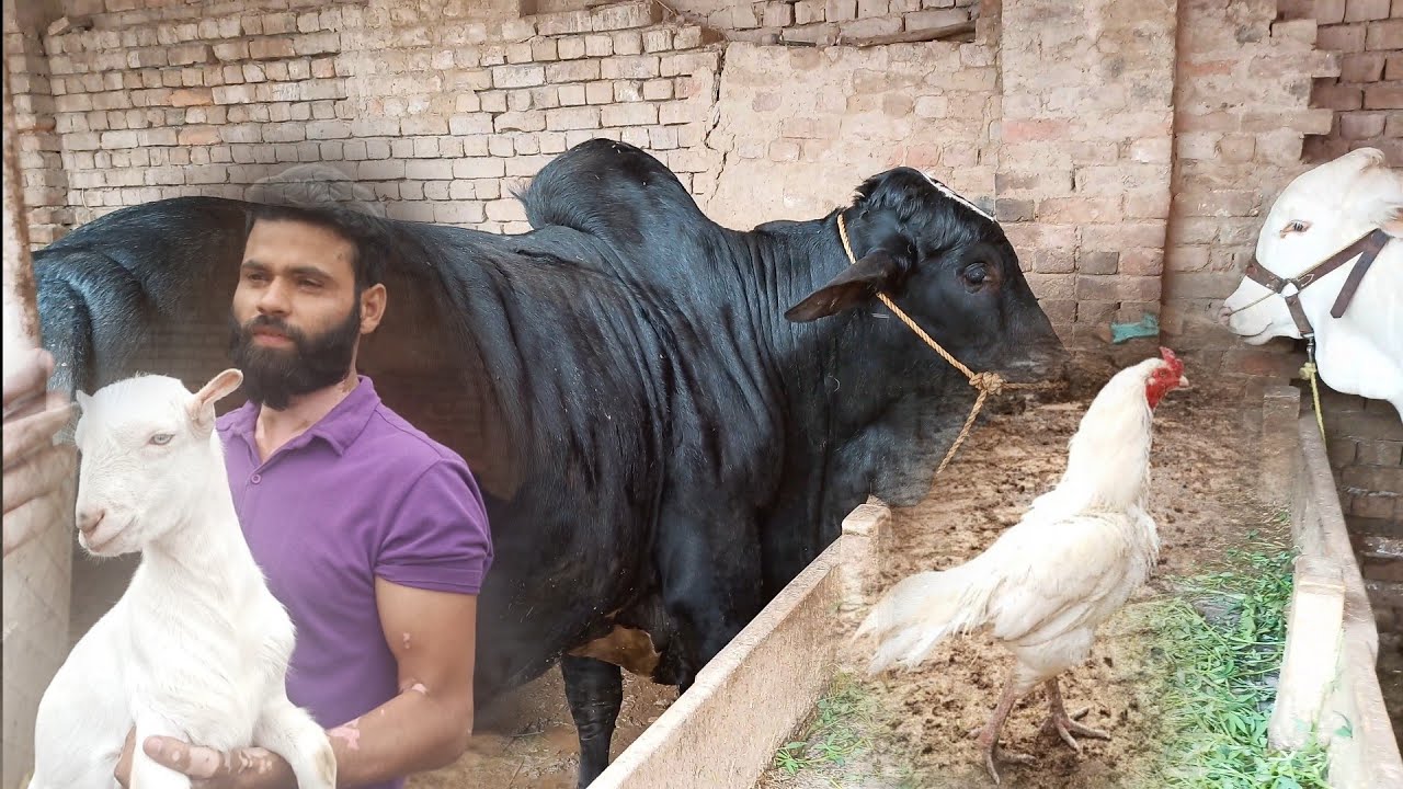 Visit of farhan bahi farm 😉 - YouTube