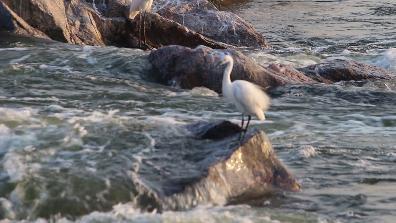 Birds | konga | pets | seasonal birds | india | kids for video | fun ...