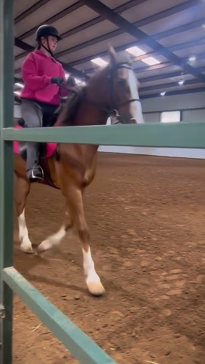 pls don’t mind my eq 😪 || #equitation #wonder #horses #saddleseat - YouTube