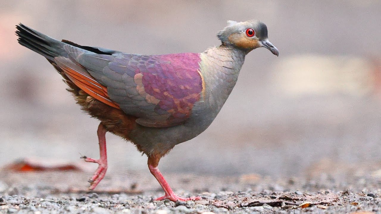 Crested Quail-Dove in Jamaica - YouTube
