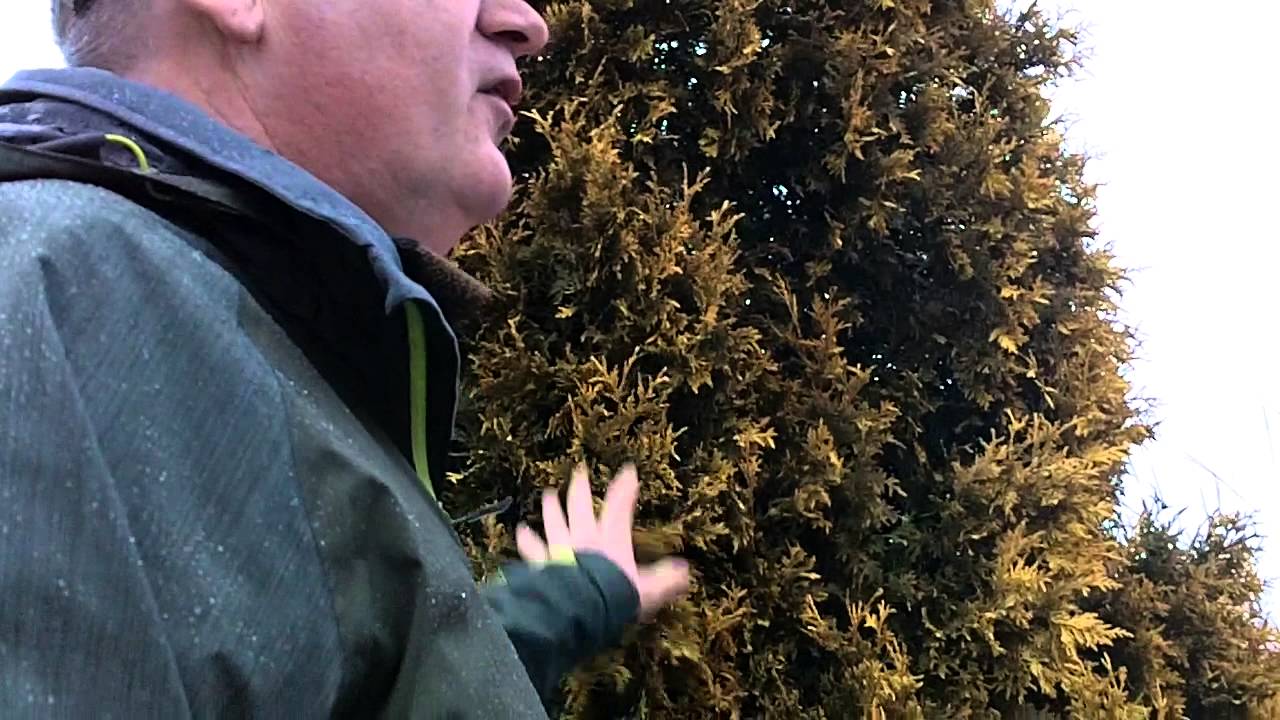 Thuja occidentalis 'Sunkist' (Sunkist Cedar) - YouTube