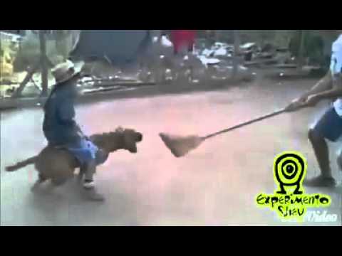 Charrito montaperros - YouTube