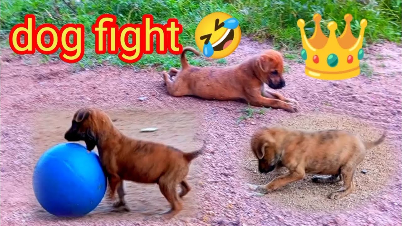 dog fight Video Funny 😂 (@hourfunny) Shaorts Video - YouTube