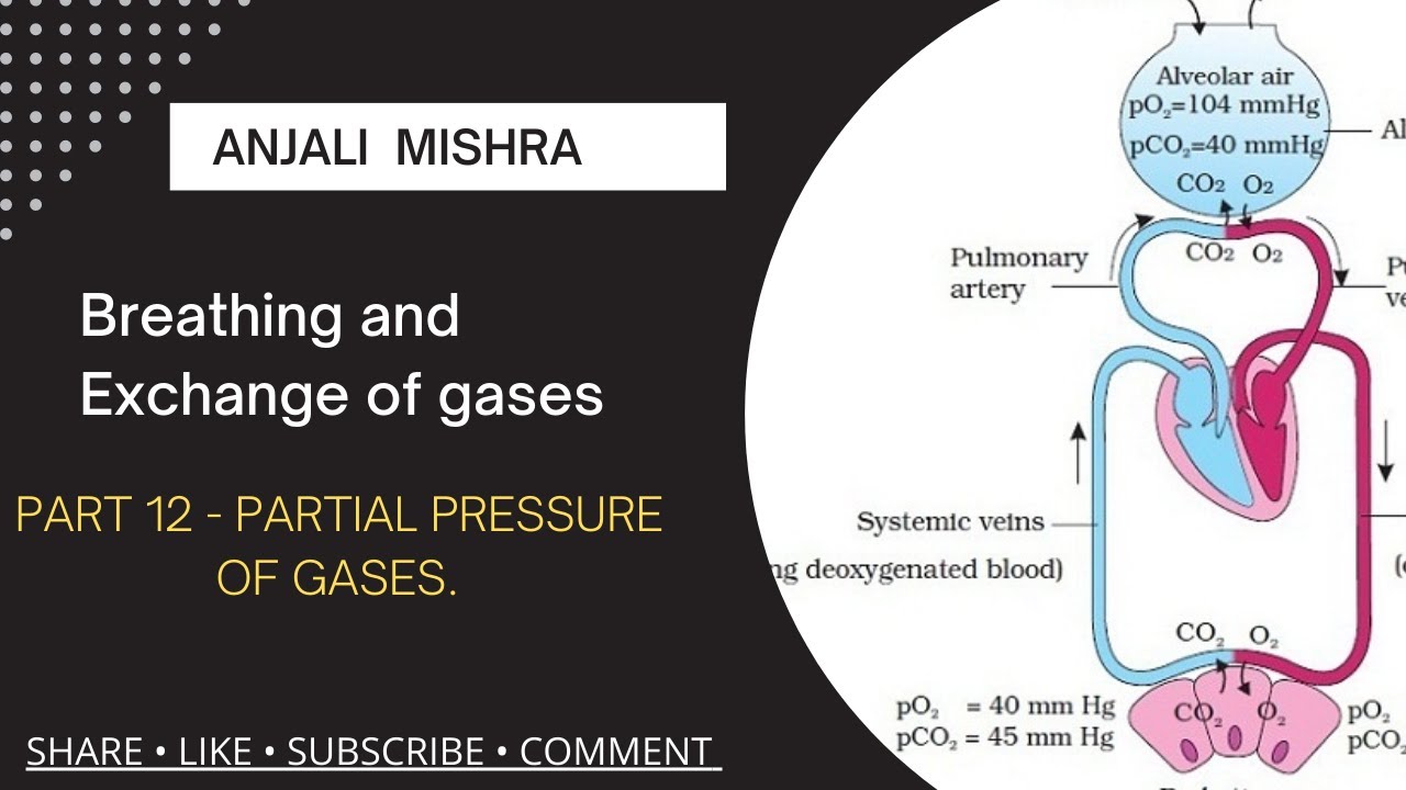 Part 12 - Partial pressure of gases | Breathing & Exchange of Gases ...