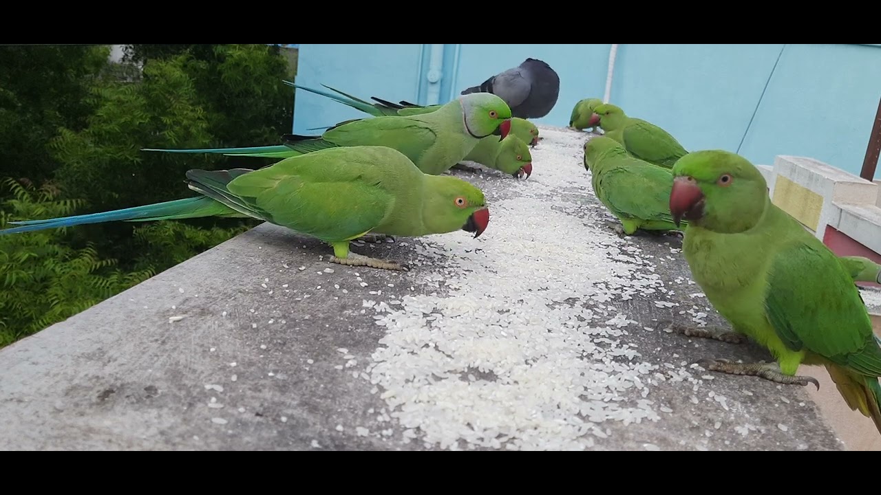Red Ring neck Green Parakeet feeding Day 359 - YouTube