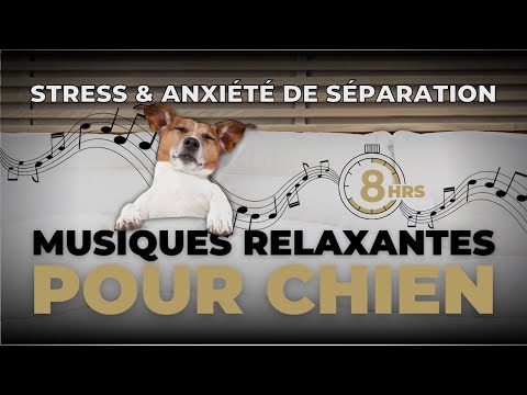 MUSIQUE RELAXANTE POUR CHIEN (anxiété de séparation et stress)