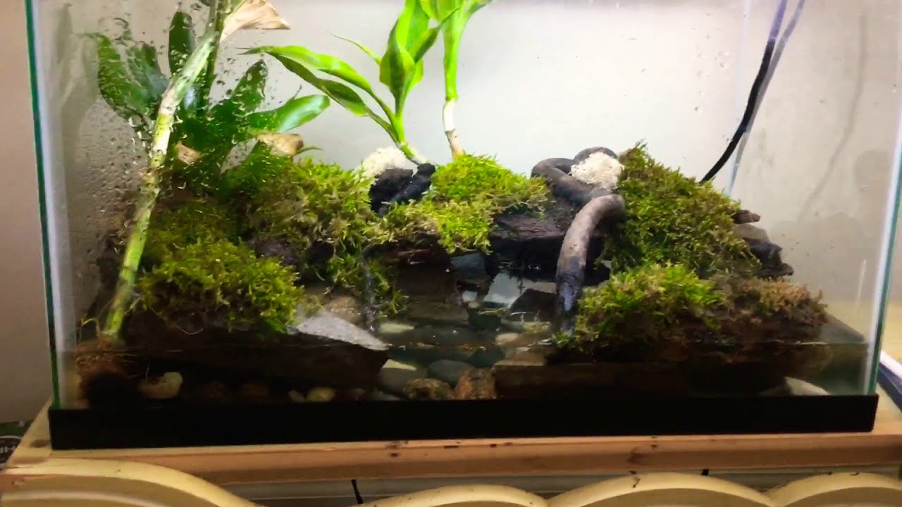 Red Salamander Shallow Creek Terrarium - YouTube