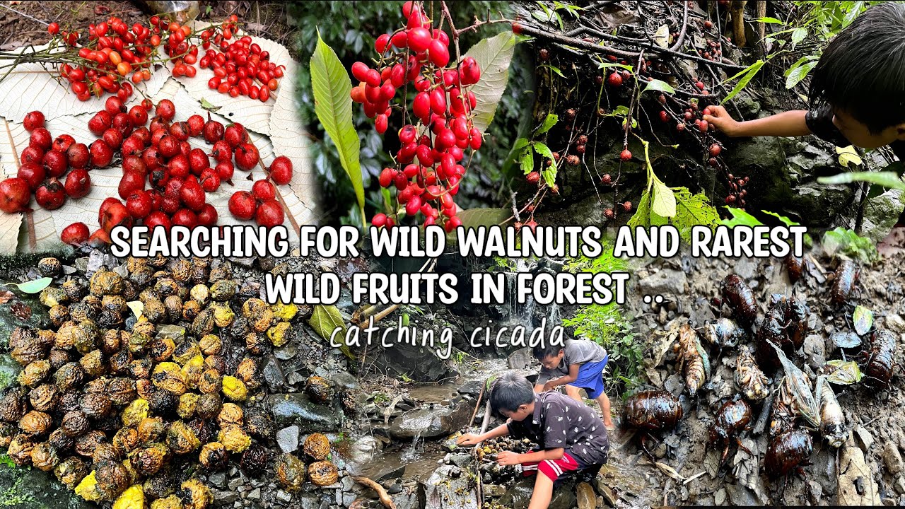 Searching for Wild Walnuts & Rare Fruits Deep in the Jungle🫐🍈 - YouTube