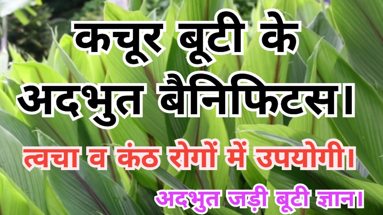 Banifits of Zedoaria curcuma plant | kachur ke fayde | कचूर के प्रयोग ...
