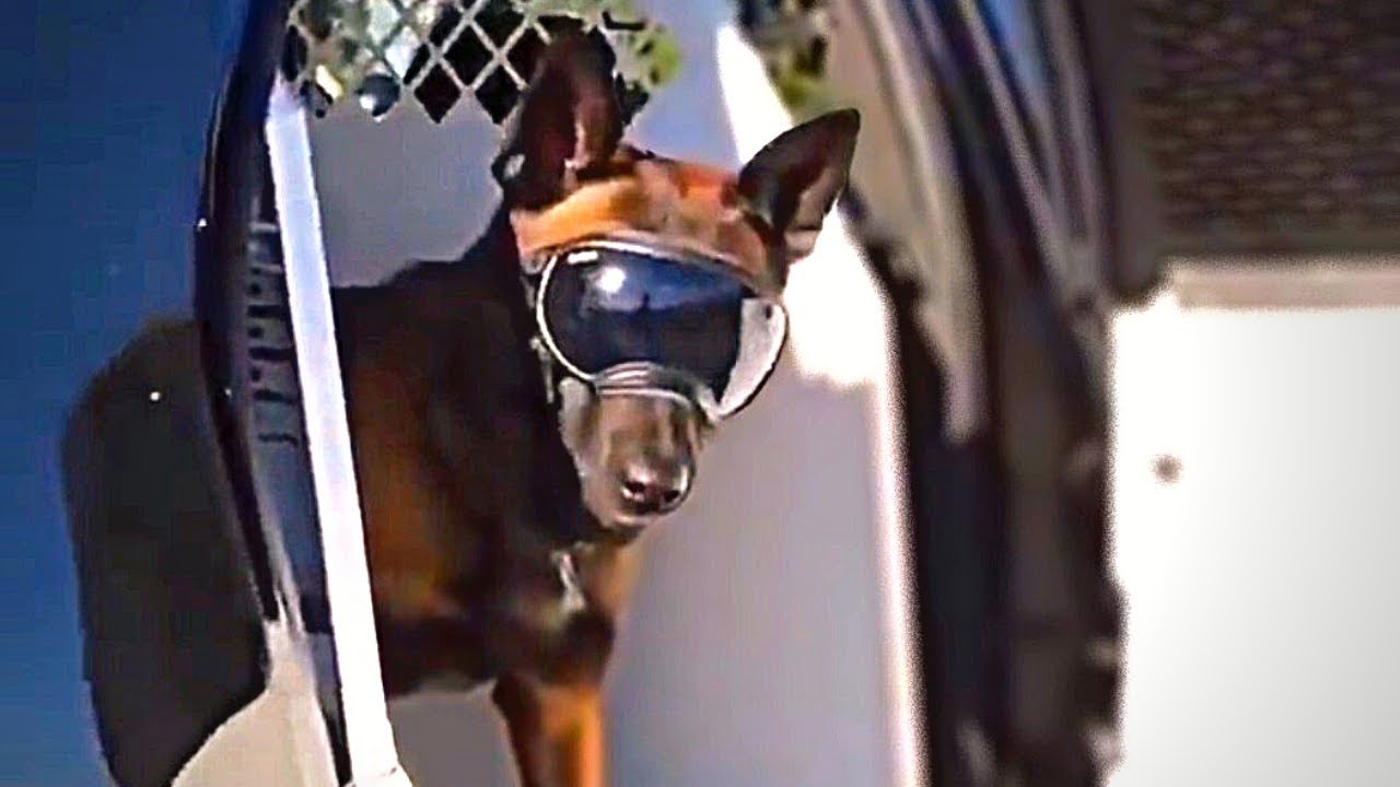 Memes with more swag than my dog - YouTube