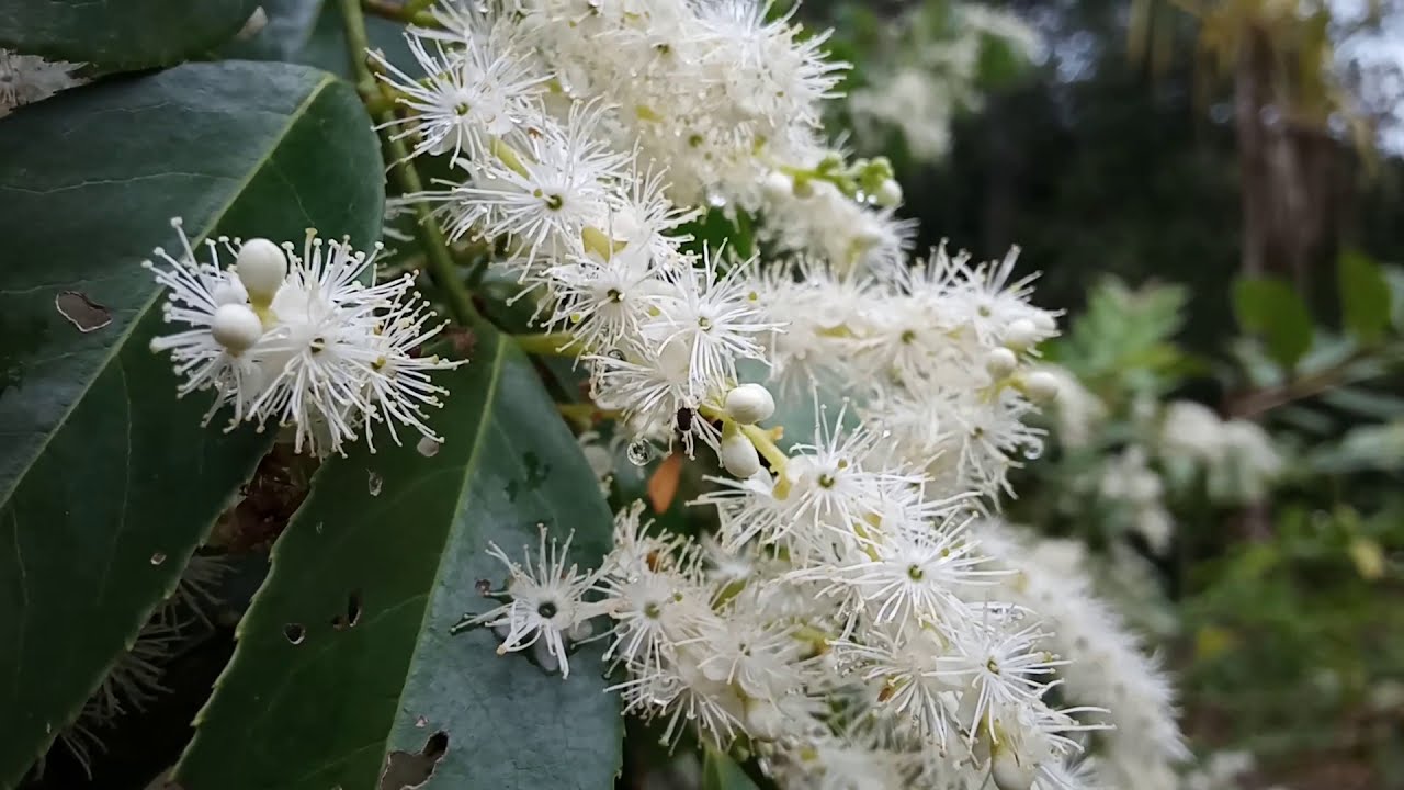 Bombu / Wal Bombu - YouTube