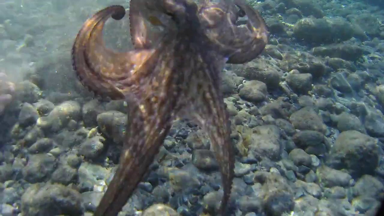 CARACATITA - YouTube