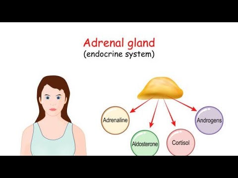 Animated Adrenal gland/Adrenal gland hormones and their Functions - YouTube