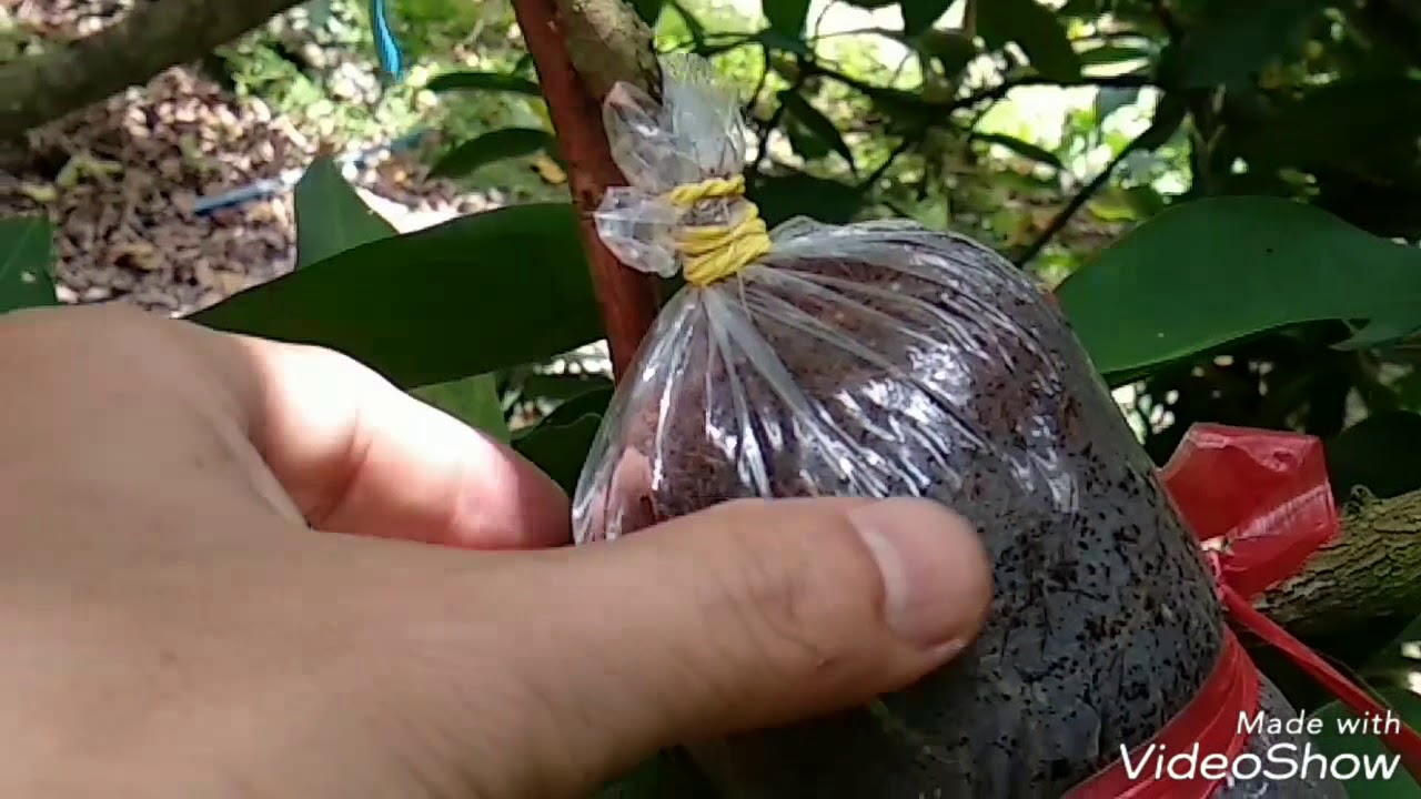 How to graft a tree, Buds grafting in durian, jackfruit - YouTube