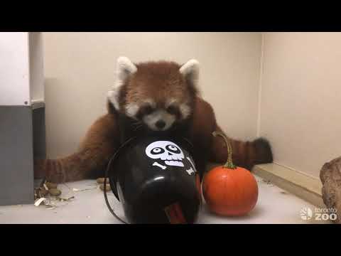 Toronto Zoo Animals Enjoy Pumpkin Enrichment