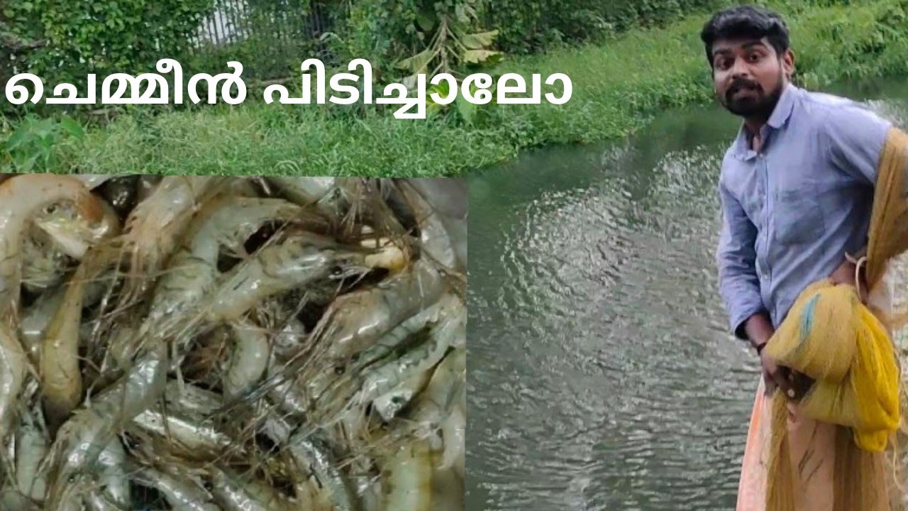Prawn fishing|Chemmeen Fishing Kerala|Shrimp Fishing|Cast net Fishing ...