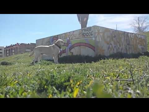 Jumping Shiro - YouTube