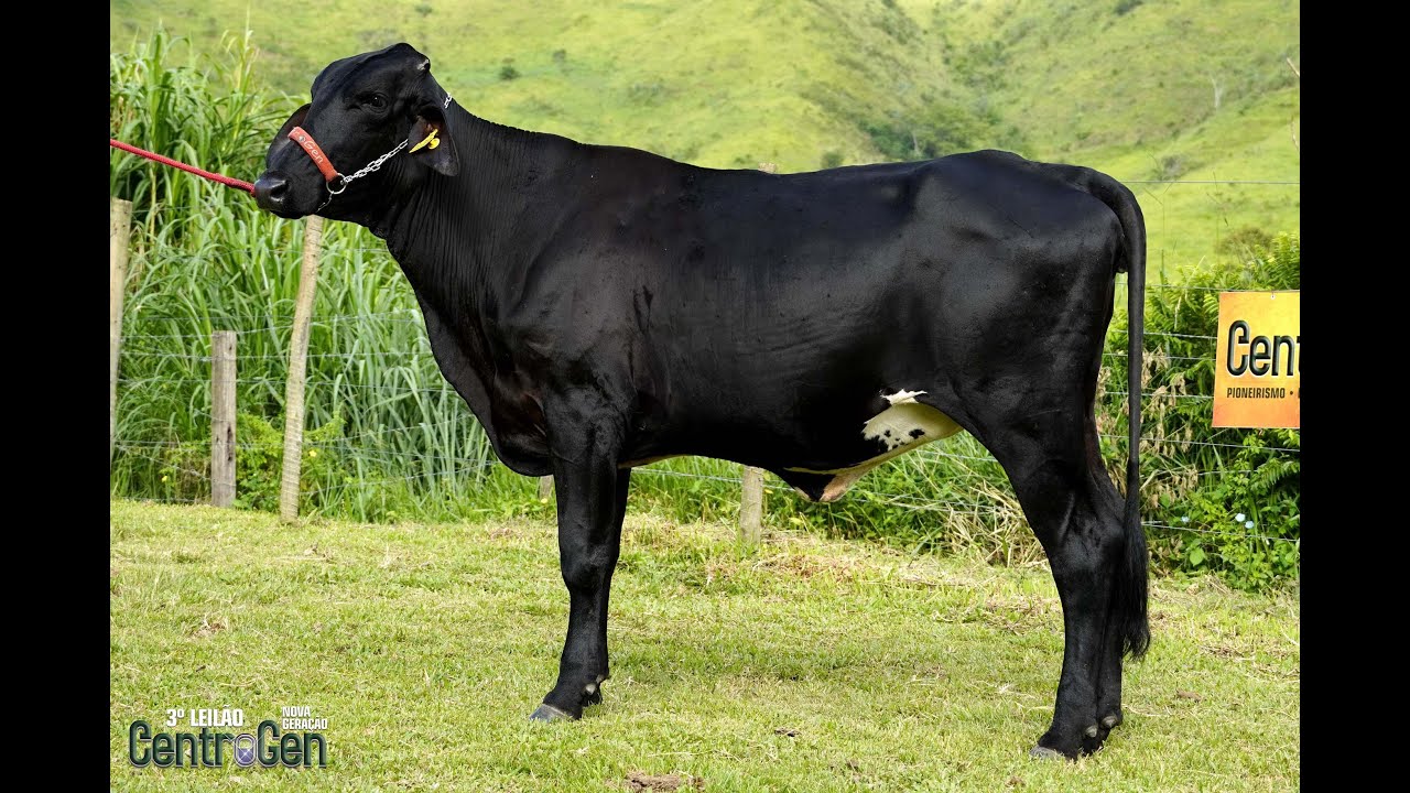 LOTE 6 CENTROGEN 3958BW - YouTube