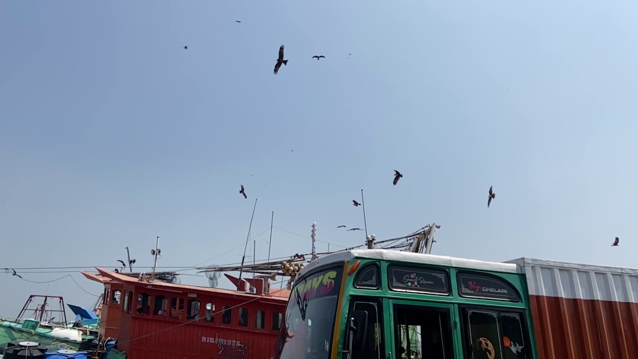 Calicut | Beypore Beach | Fishing Harbour Visit | Bunch of Cranes ...