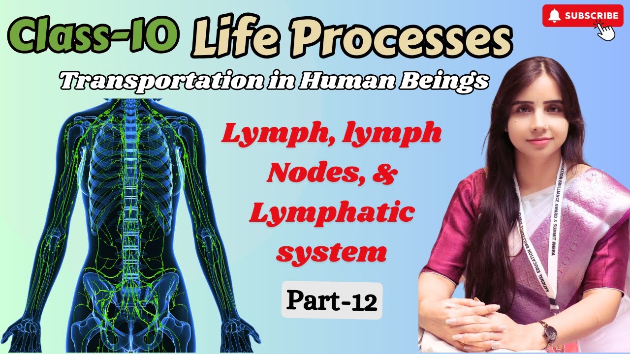 Class 10 | Life Process | Lymph, lymph nodes, & lymphatic system ...