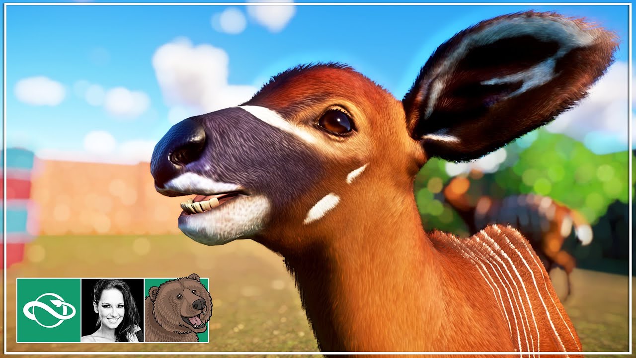 🐻 Bongo Calves & Himalayan Brown Bear Habitat | Let's play Planet Zoo ...