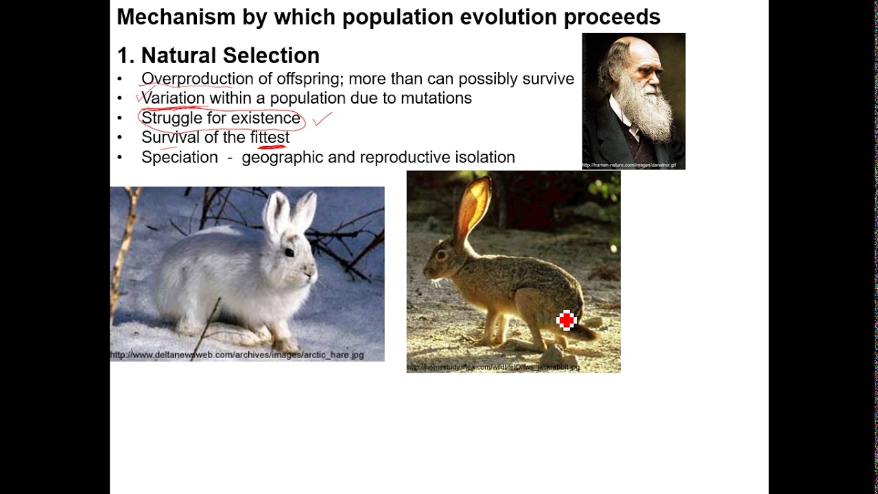 Mr. Walker's Biology 30: Populations - YouTube