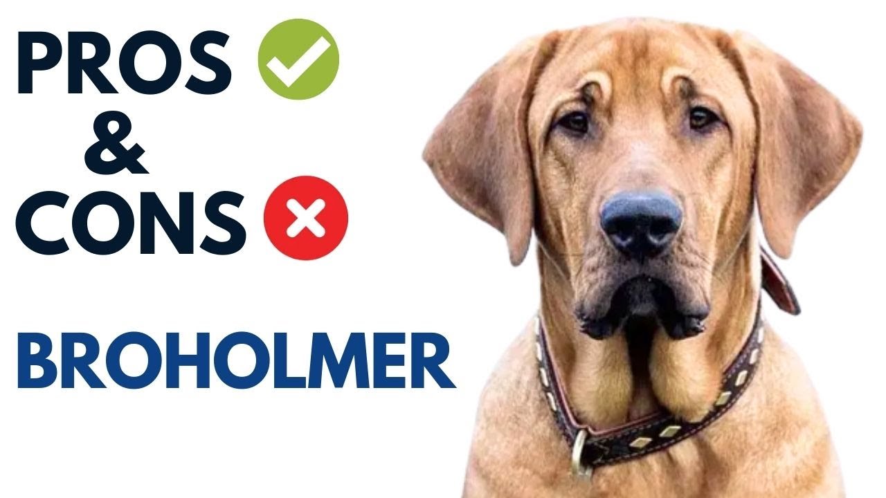 Broholmer Pros and Cons | Danish Mastiff Advantages and Disadvantages ...