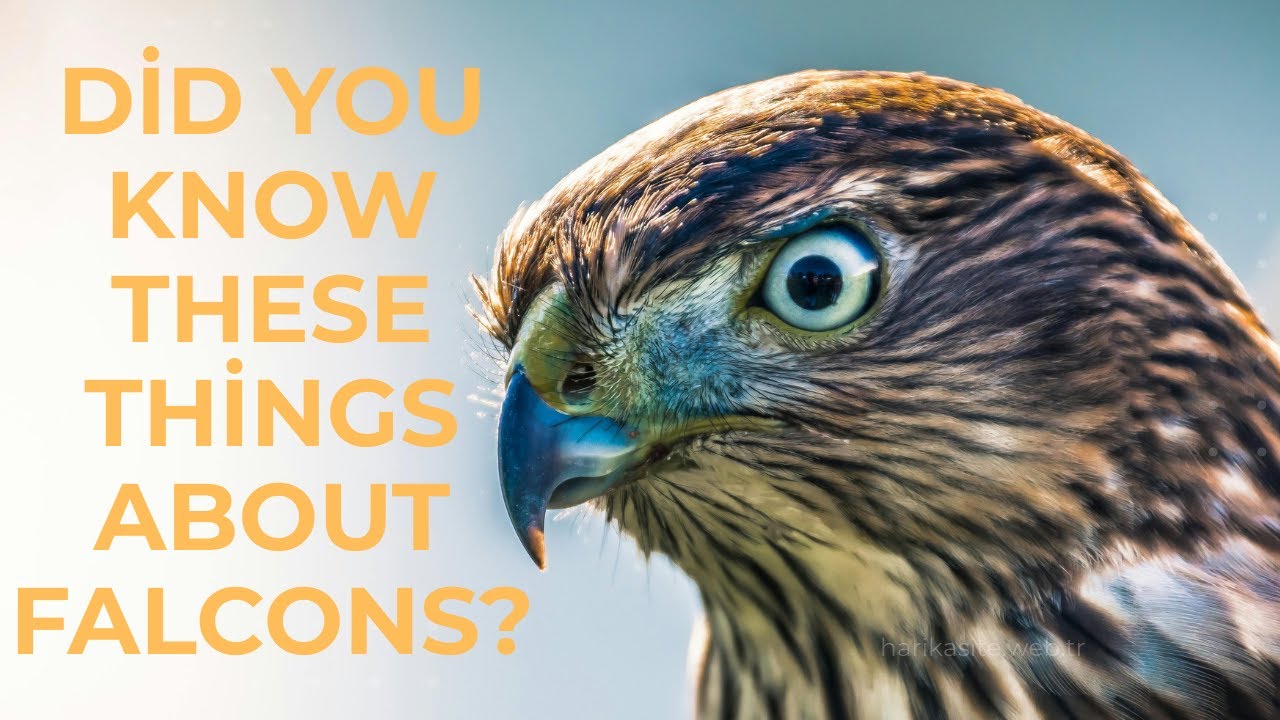 7 facts about falcons - YouTube