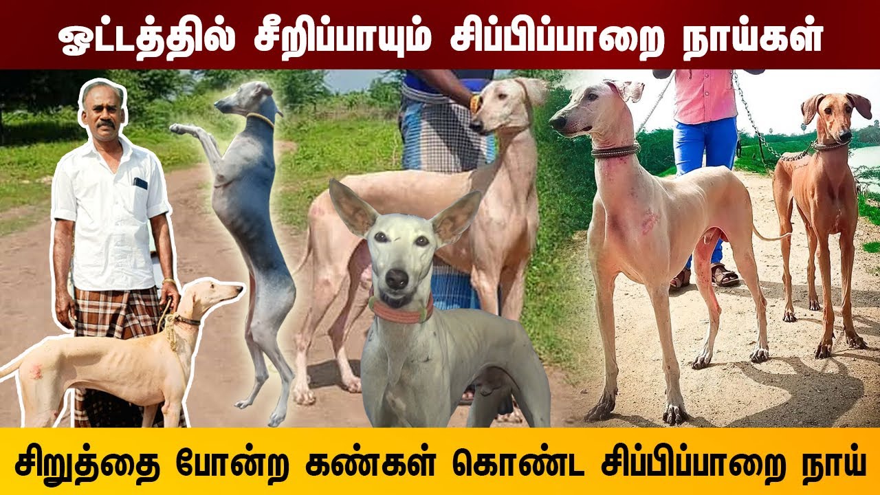 Chippiparai Dog | ஓட்டத்தில் சீறிப்பாயும் சிப்பிப்பாறை நாய்கள் | Indian ...